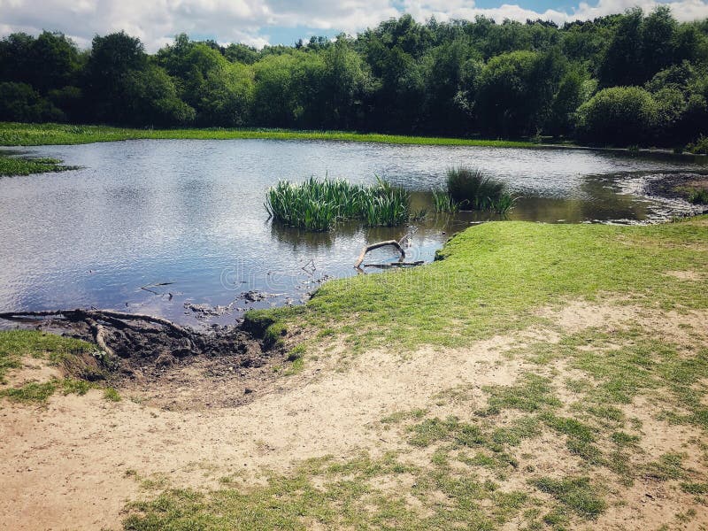 The Pool in the Park by the Trees and Fields and Woods Stock Image ...
