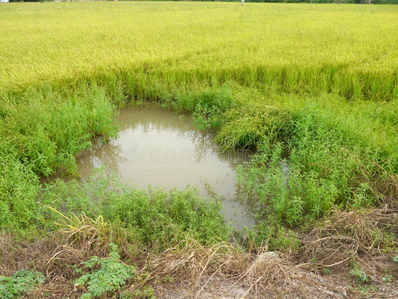 Pool stock image. Image of rice, grass, harvest, grain - 73628479