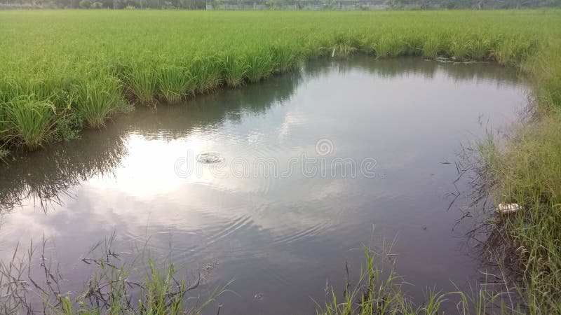 Pool in the rice fields stock photo. Image of fields - 160847360