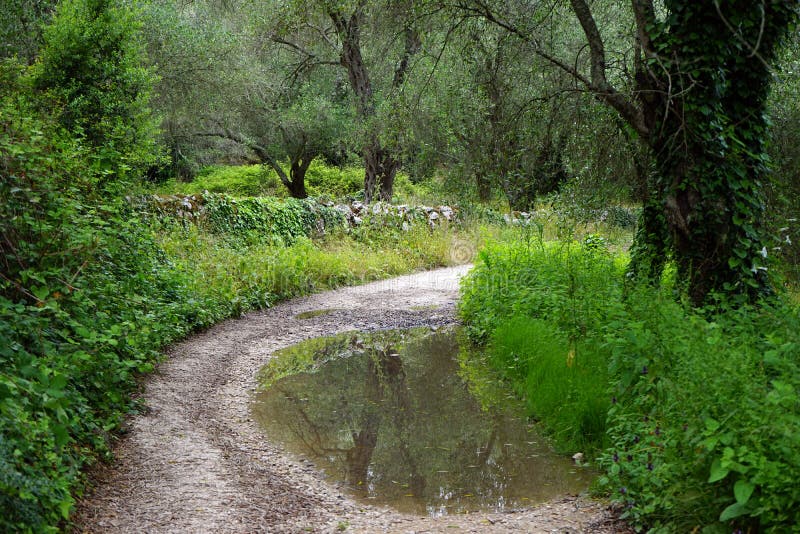 Pool on the road stock photo. Image of path, agriculture - 151396554