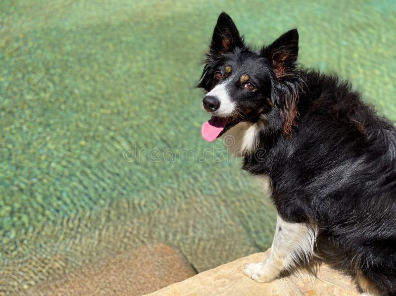 Pool stairs stock photo. Image of furry, stairs, collie - 180192356