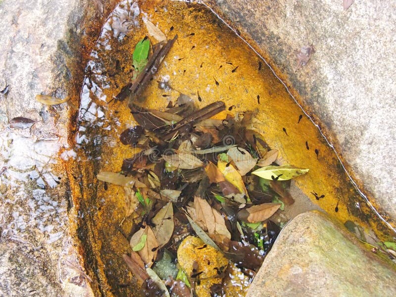 Pool with tadpoles stock image. Image of amphibian, dryingup - 90449587