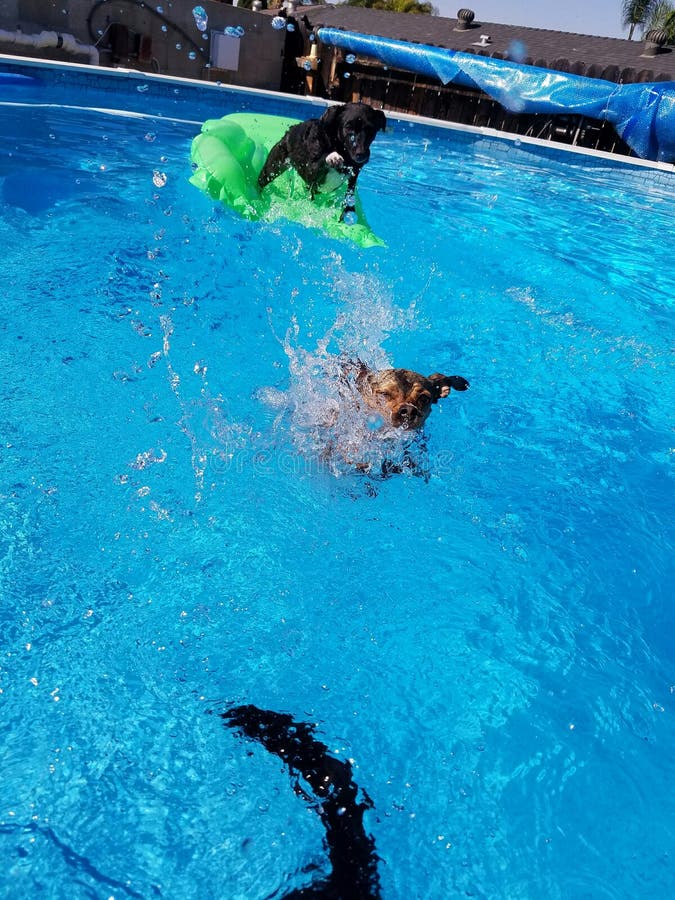 Pool Time Fun with the Dogs Stock Photo - Image of summer, looking ...