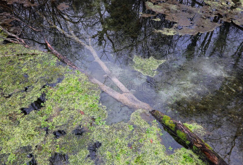 Pool of Transparent Fresh Spring Water with a Dry Fallen Tree and ...
