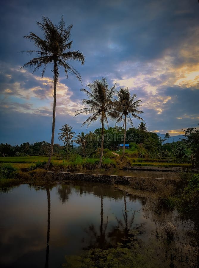 Pool tree sky stock photo. Image of morning, water, grass - 226728754