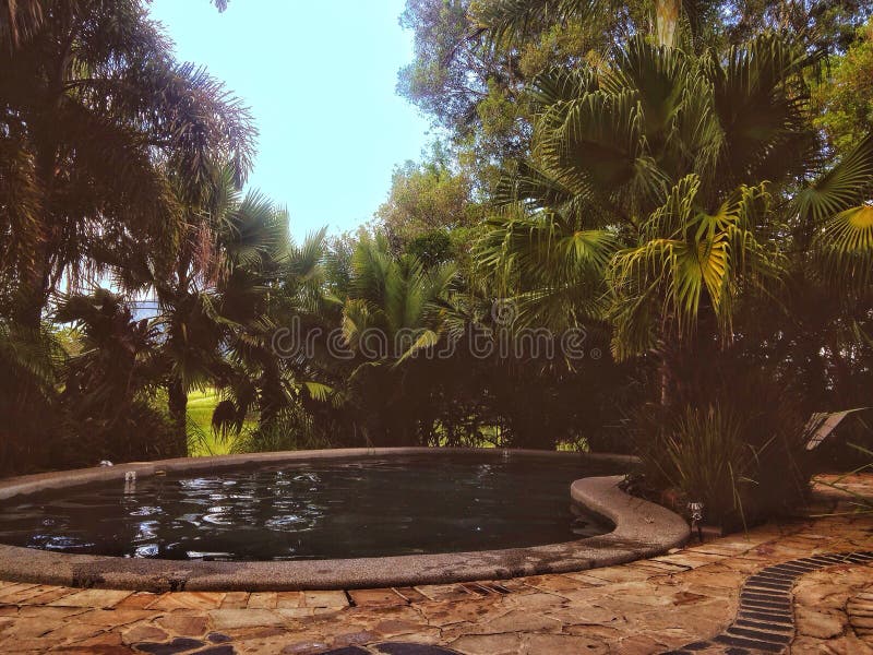 Pool Trees Palm Trees Oasis Stock Photo - Image of nimbin, palm: 72102358