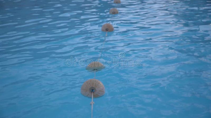 Pool Water Background Loop. Swimming Pool Water Abstract Background ...