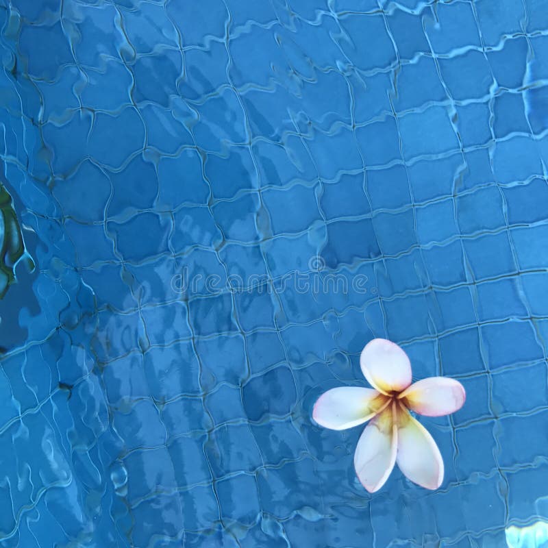 Pool stock photo. Image of flower, water, blue, bali - 209698520
