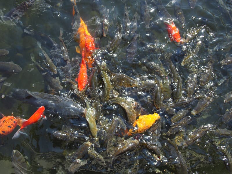 Pool of water with fish stock image. Image of swirling - 67036687