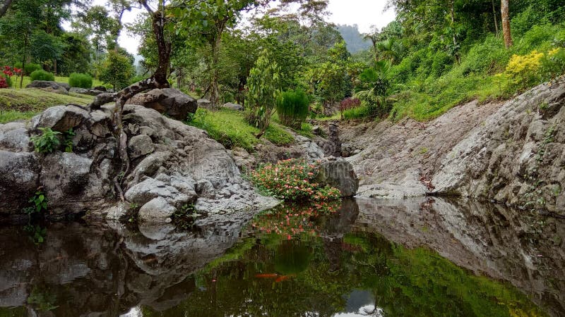 A Pool of Water with a Million Fresh Plants Stock Photo - Image of pool ...