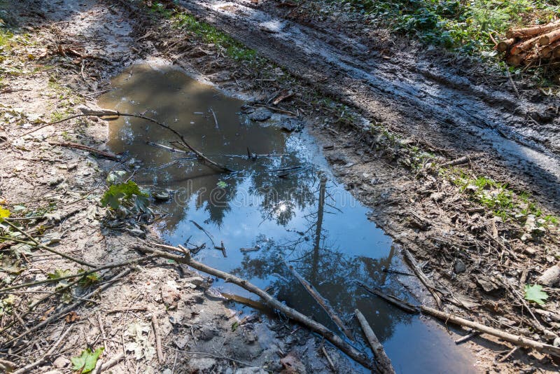 A Pool of Water on a Muddy Vest in the Woods Stock Photo - Image of ...