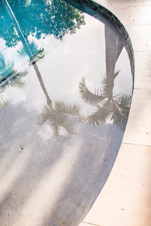 Pool Water Palm Tree Greenery Foliage Reflection during Sunset or ...
