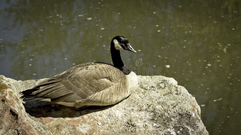 Pool of Water with a Rock and Goose Stock Image - Image of water ...