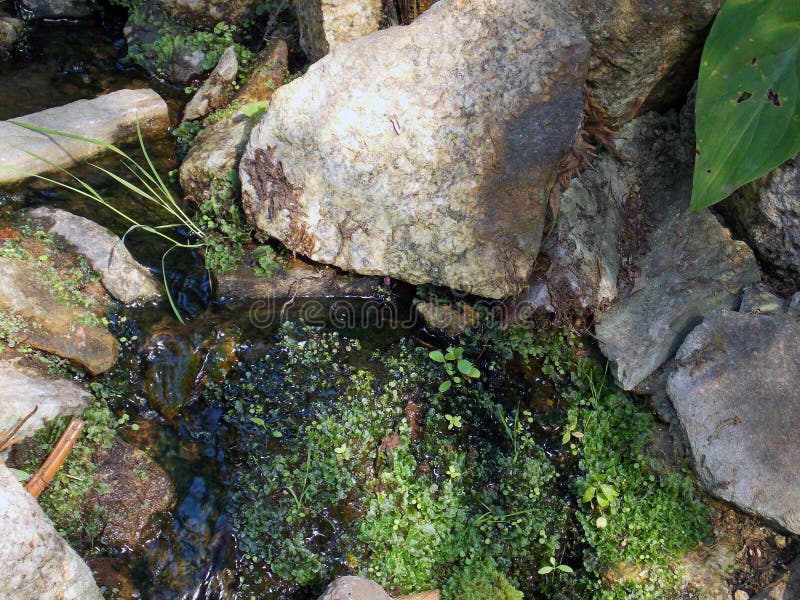 Pool of Water Surrounded by Rocks and Green Plants Stock Image - Image ...