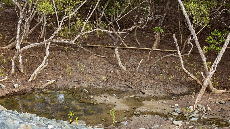 A Pool of Swamp Water stock photo. Image of ocean, environment - 169241326