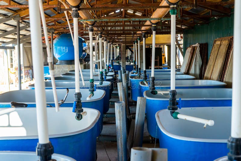 Pools for Breeding Sturgeon Fish on Fish Farm Stock Photo - Image of ...