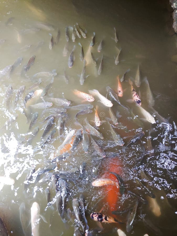 Pools with Fish on a Trout Farm, Fish Farm Concept Stock Image - Image ...