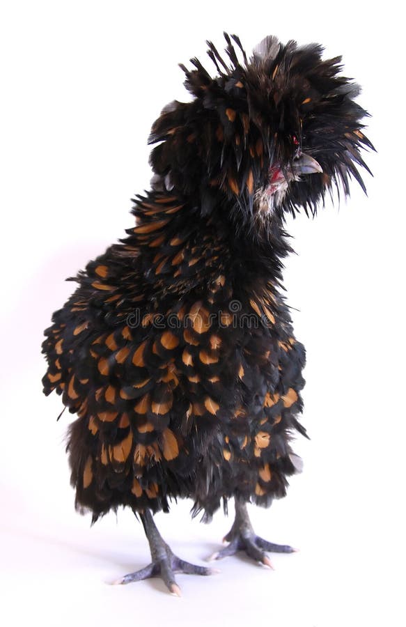 Zilveren Poolse Kip stock foto. Image of organisch, zilver - 2325612