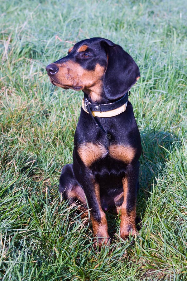 Poolse Scenthound-Hond stock afbeelding. Image of leuk - 45539703