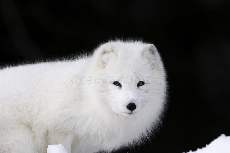 Poolvos stock foto. Image of dier, wild, buiten, nave - 5695234