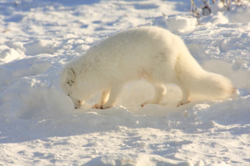 Poolvos stock foto. Image of grijs, schepsel, takjes, zomer - 3065874