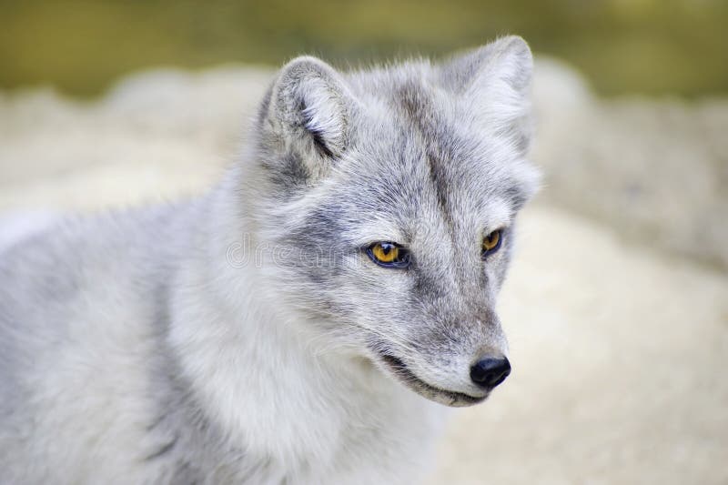 Poolvos in Diepe Witte Sneeuw Stock Foto - Image of schepsel, zoölogie ...