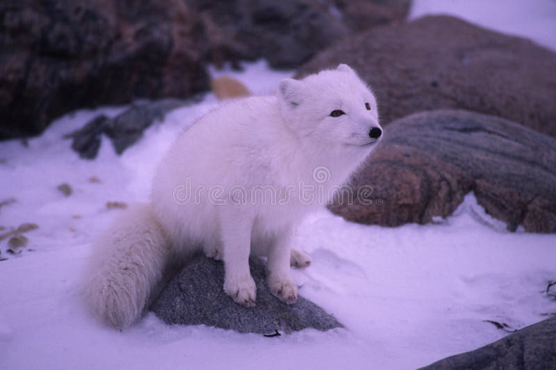 Poolvos stock foto. Image of feeks, noordpool, koude - 16762930