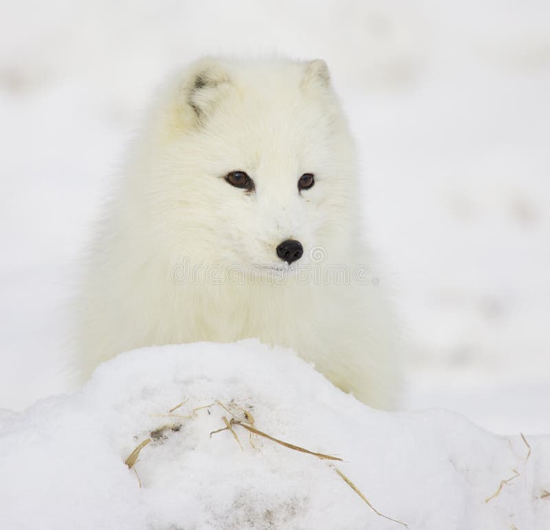 Poolvos stock afbeelding. Image of pluizig, haar, wild - 17643797