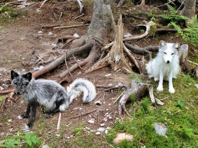 Poolvos en welp stock foto. Image of staar, wacht, noordpool - 45502214