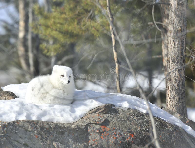 Poolvos stock afbeelding. Image of winter, boom, bont - 25177987