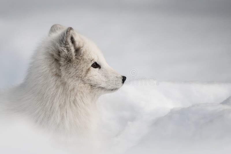Poolvos in Diepe Witte Sneeuw Stock Foto - Image of schepsel, zoölogie ...