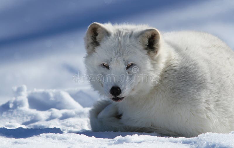 Poolvos stock foto. Image of dier, wild, buiten, nave - 5695234