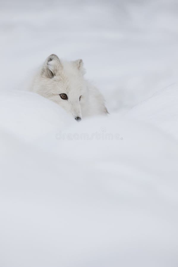 Poolvos stock afbeelding. Image of polair, zacht, aaseter - 28060347