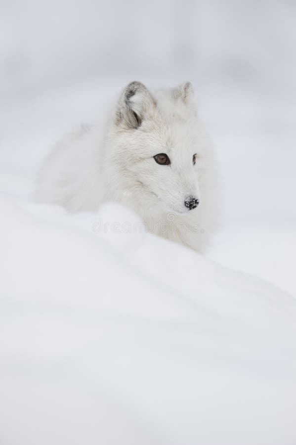 Poolvos stock foto. Image of sneeuw, aaseter, polair - 28060354