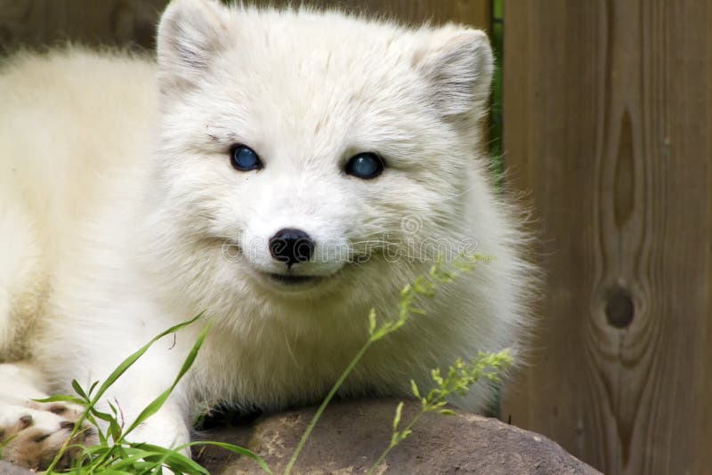 Poolvos stock foto. Image of steen, gras, klein, blauw - 32019706