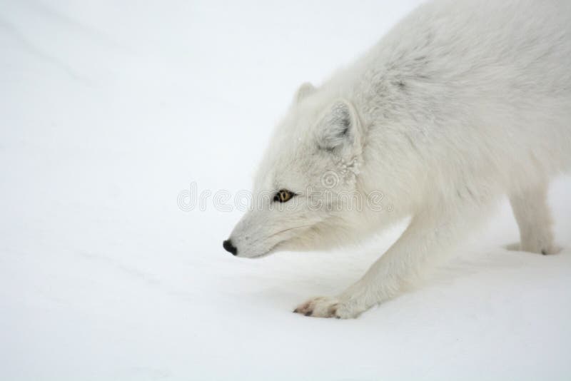 Blauwe eyed witte poolvos stock afbeelding. Image of behandeld - 65397083