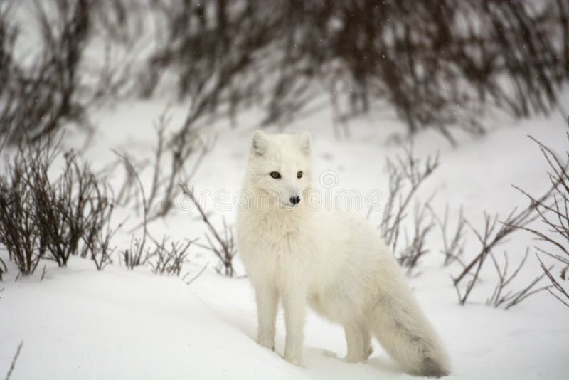 Poolvos stock afbeelding. Image of noordpool, dier, bont - 35977629