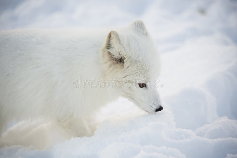 Poolvos in Diepe Witte Sneeuw Stock Foto - Image of schepsel, zoölogie ...