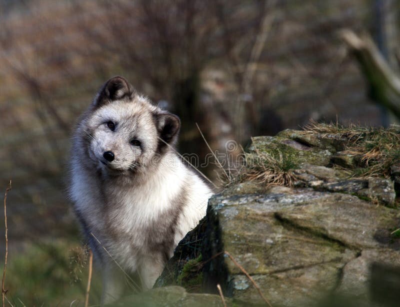 Poolvos stock foto. Image of schotland, fokkerij, noordpool - 4549518
