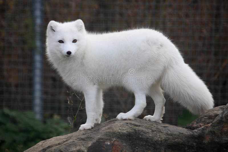 Poolvos in een dierentuin stock afbeelding. Image of winter - 143764495