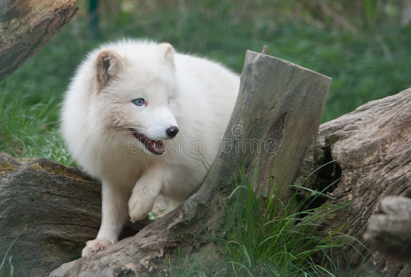 Poolvos Die Op Sneeuw in De Winter Liggen Stock Foto - Image of ijsland ...