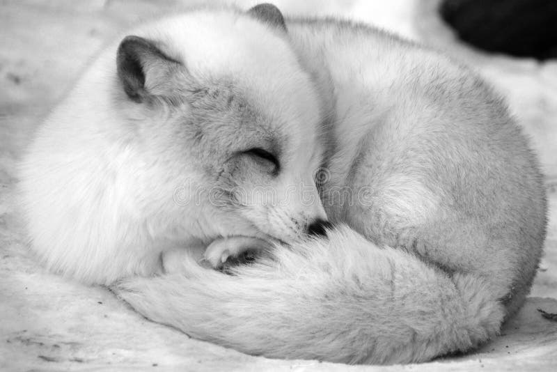 Poolvos, Als De Witte, Polaire Of Sneeuwvos Die Ook Wordt Bekend Stock ...