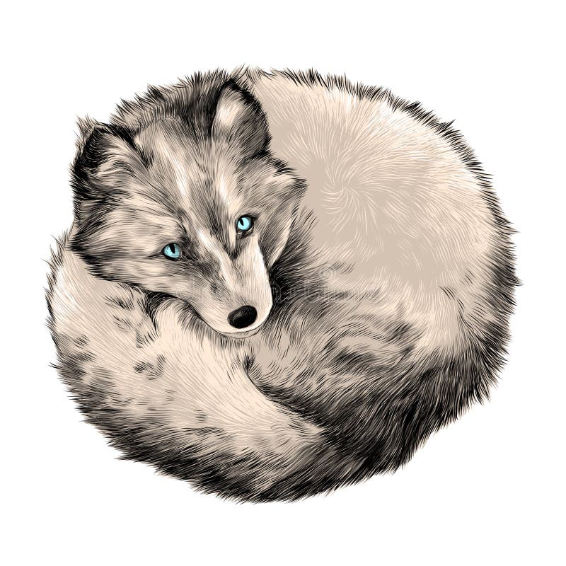 Poolvos vector illustratie. Illustration of geïsoleerd - 89841261