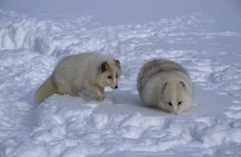 Poolvos in Sneeuw stock afbeelding. Image of leuk, winter - 10203929