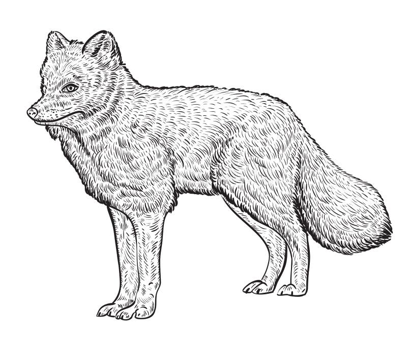 Poolvos vector illustratie. Illustratie bestaande uit grappig - 19802323