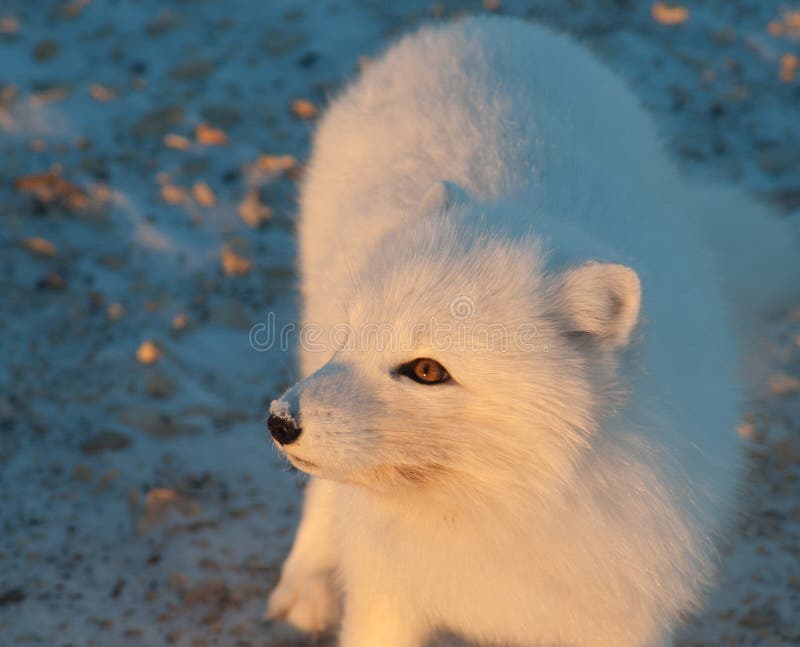 Poolvos in de sneeuw stock afbeelding. Image of bont - 36140469