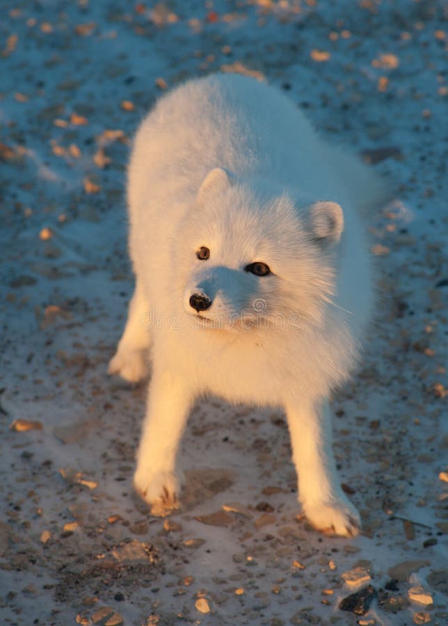 Poolvos in de sneeuw stock foto. Image of koude, zoogdier - 36140530