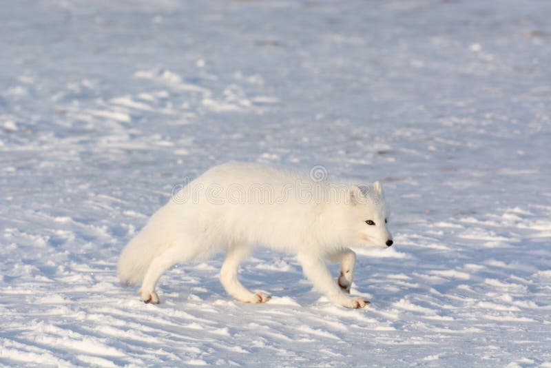 Poolvos in de sneeuw stock afbeelding. Image of noordpool - 30846101