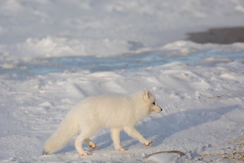 Poolvos in de sneeuw stock foto. Image of koude, zoogdier - 36140530