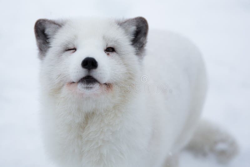 Poolvos in de sneeuw stock afbeelding. Image of noordpool - 30846101